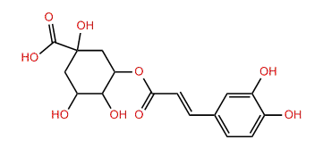 Semiochemical compound: 3-Caffeoyl-muco-quinic acid | C16H18O9