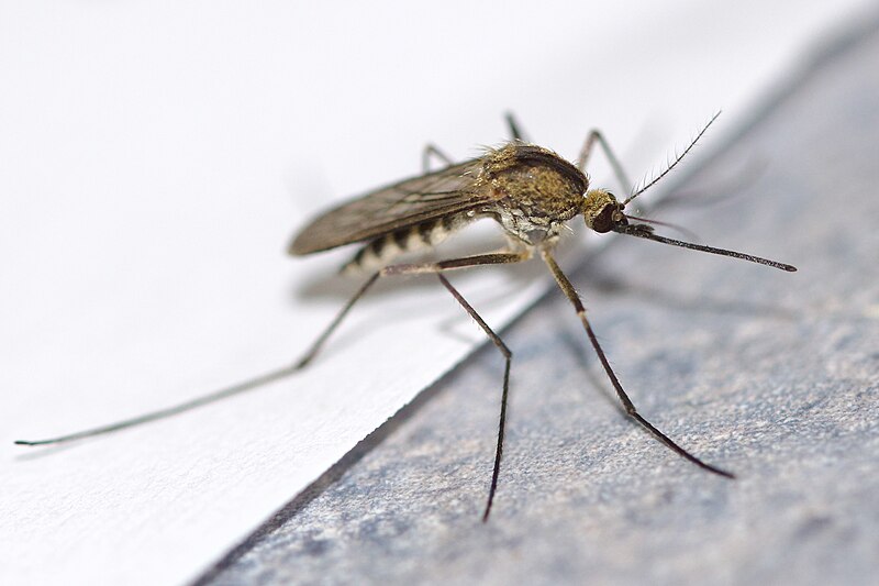 Pheromones and Semiochemicals of Aedes punctor (Diptera: Culicidae)