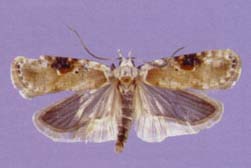 Pheromones and Semiochemicals of Agonopterix alstroemeriana ...