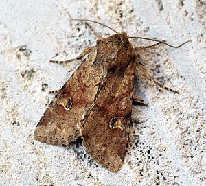 Pheromones and Semiochemicals of Apamea sordens (Lepidoptera: Noctuidae ...