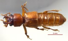 Pheromones and Semiochemicals of Bledius mandibularis (Coleoptera ...