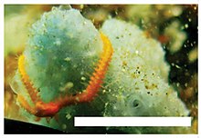 Pheromones and Semiochemicals of Dysidea etheria (Dictyoceratida ...