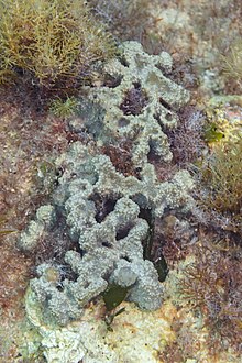 Pheromones and Semiochemicals of Dysidea fragilis (Dictyoceratida ...