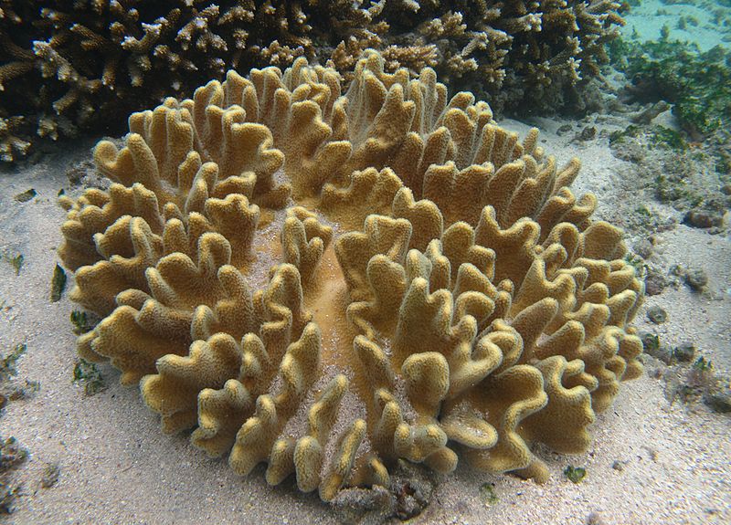 Pheromones and Semiochemicals of Lobophytum crassum (Alcyonacea ...