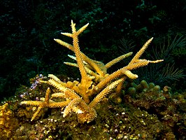 Pheromones and Semiochemicals of Madrepora cervicornis (Scleractinia ...