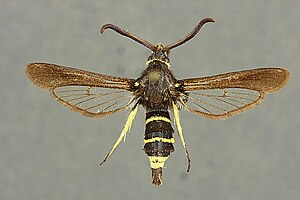 Pheromones and Semiochemicals of Paranthrene tabaniformis (Lepidoptera ...