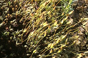 Pheromones and Semiochemicals of Polytrichum alpinum (Polytrichales ...