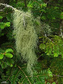 Pheromones and Semiochemicals of Usnea trichodea (Lecanorales ...