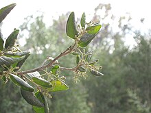 Plant Compounds of Boldea fragrans (Laurales: Monimiaceae) Boldo