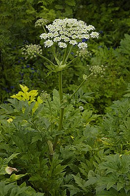Plant Compounds of Heracleum persicum (Apiales: Apiaceae) Persian hogweed