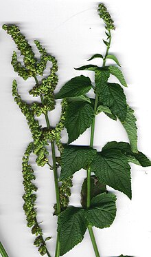 Plant Compounds of Hyptis pectinata (Lamiales: Lamiaceae) Comb bushmint