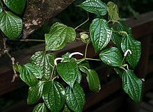 Plant Compounds of Piper capense (Piperales: Piperaceae) African long ...