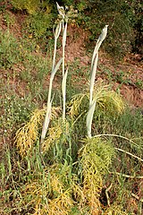 Plant Compounds of Thapsia garganica (Apiales: Apiaceae) Garganic carrot