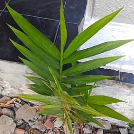 Plant Compounds of Zingiber cassumunar (Zingiberales: Zingiberales ...